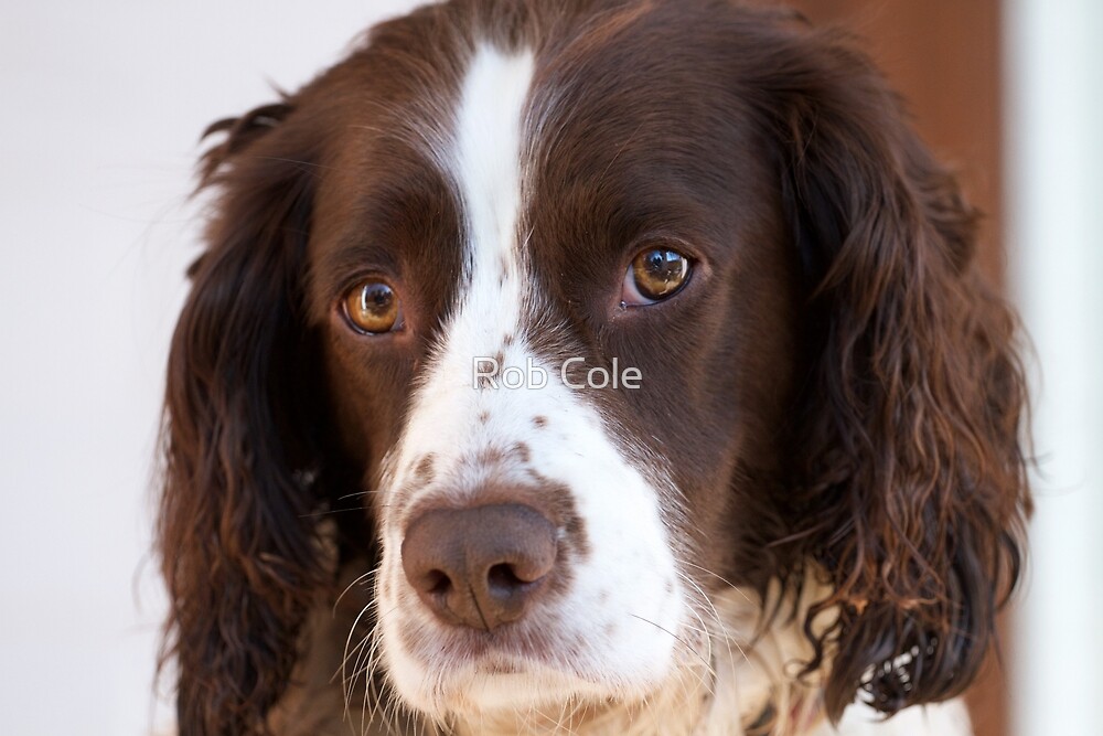"Brown and White Springer Spaniel Portrait" by Rob Cole | Redbubble