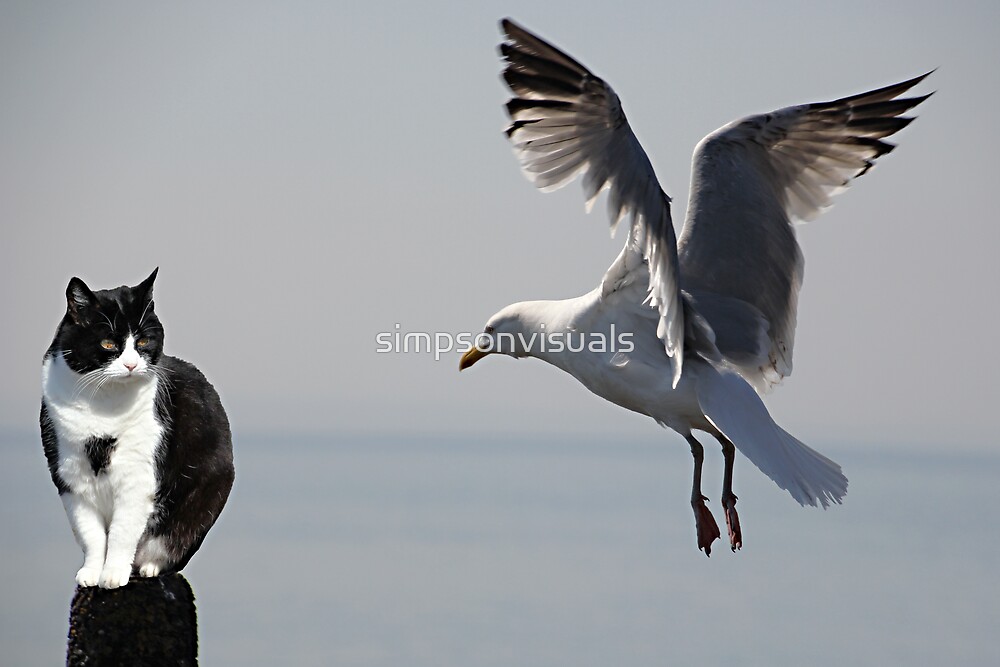 "Cat and Seagull, Portpatrick, Scotland" by simpsonvisuals | Redbubble