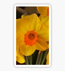 Daffodil: Stickers | Redbubble
