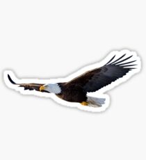 Bald Eagle: Stickers | Redbubble