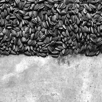 "Sunflowers by Ai Weiwei" Poster for Sale by Don McGowan | Redbubble