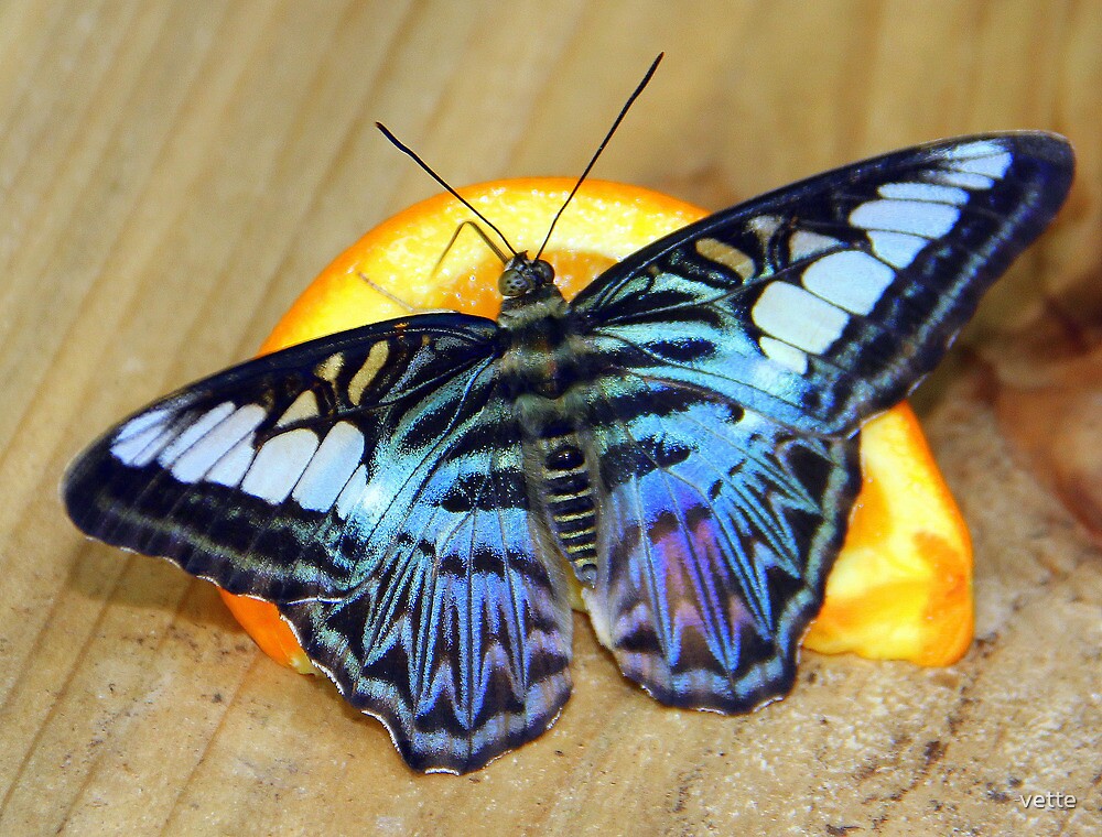"Blue Clipper Butterfly" by vette | Redbubble