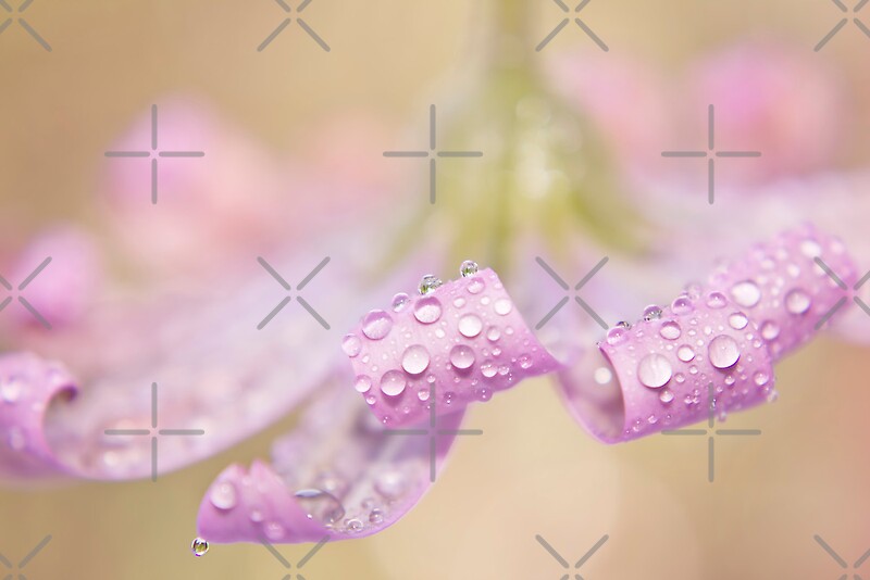 "daisy curls" by Ingrid Beddoes | Redbubble