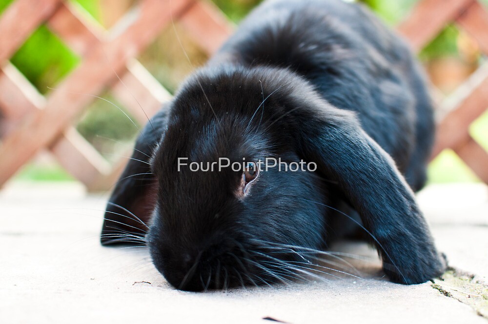 "Giant Lop Eared Rabbit" by FourPointPhoto | Redbubble