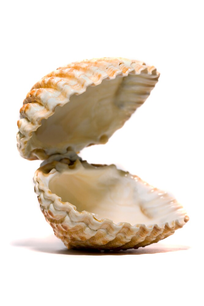 "open cockle shell" by Mauro Rodrigues | Redbubble