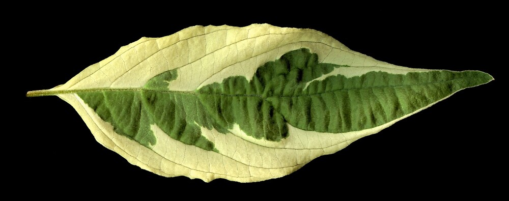 "Variegated Leaf" by Marvin Hayes | Redbubble