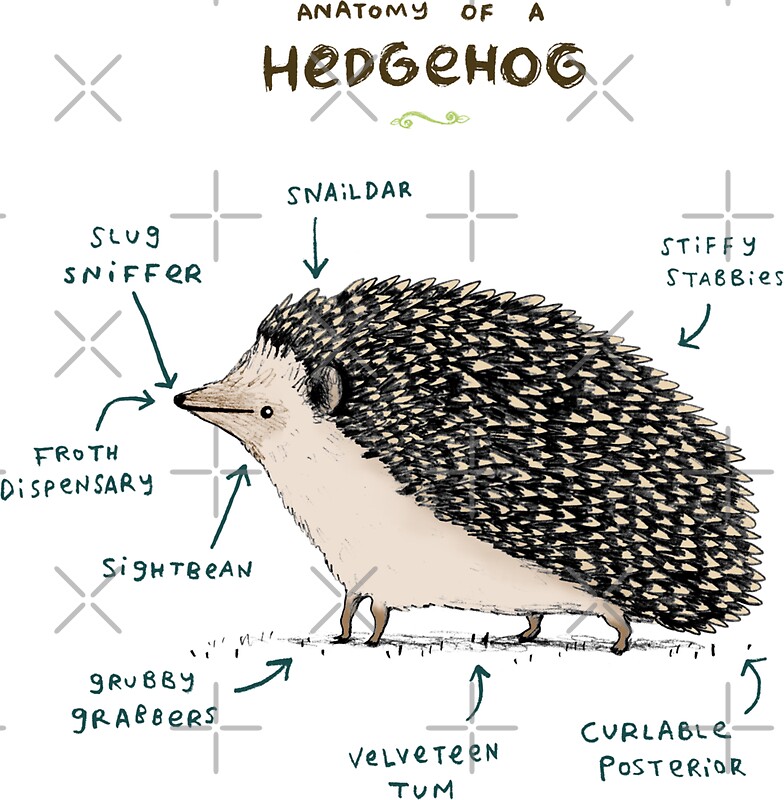 "Anatomy of a Hedgehog" Stickers by Sophie Corrigan | Redbubble