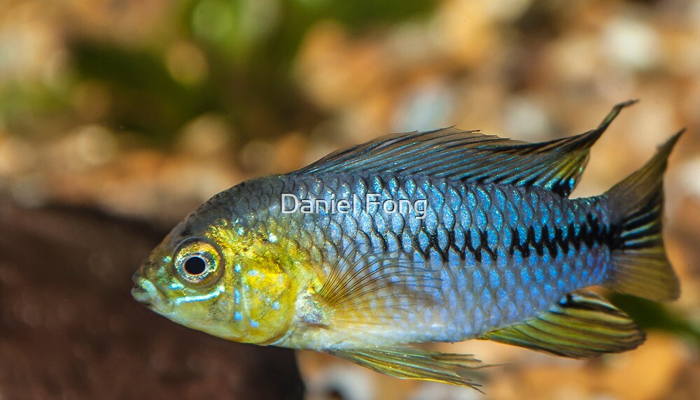 "Apistogramma Borelli - Tropical Fish" by Daniel Fong | Redbubble