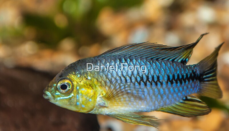 "Apistogramma Borelli - Tropical Fish" by Daniel Fong | Redbubble