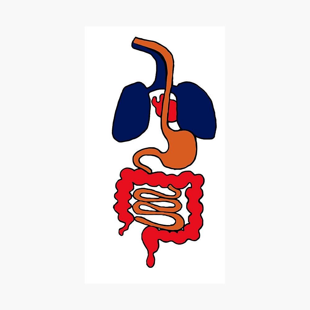 Digestive System Funnies