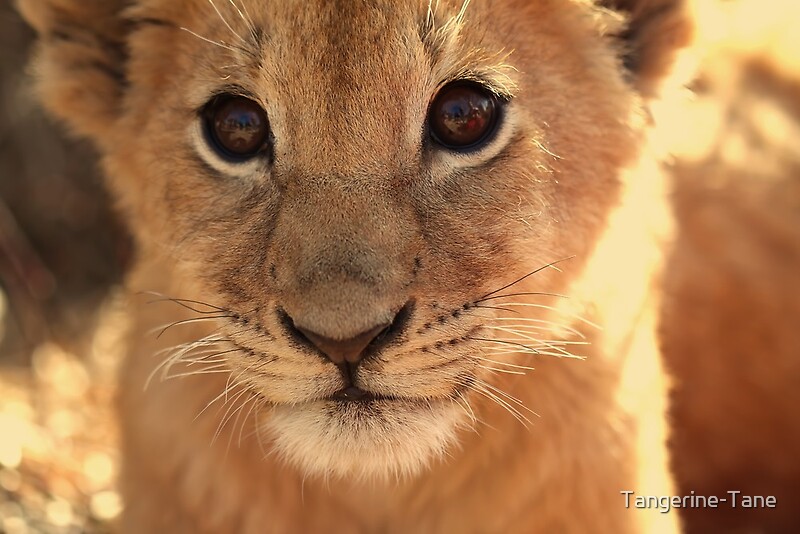 "And Some People Think Animals Don't Have Souls..." by Tangerine-Tane ...