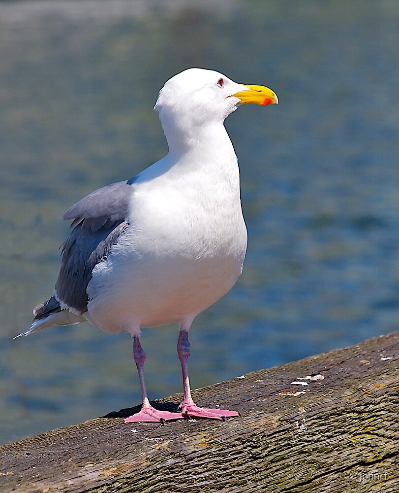 "Canadian Sea Gull, Vancouver, 2013." by johnrf | Redbubble