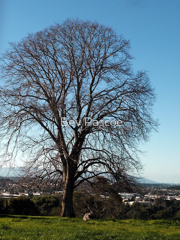 "Lone winter tree - Warragul, Sth East Australia" by Bev Pascoe | Redbubble