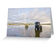 "Black labrador, dramatic sky, reflections in water" by Heather Buckley ...