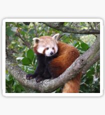 Red Panda: Stickers | Redbubble