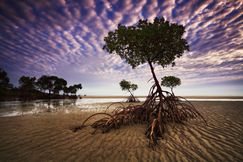 "Yule Point Mangroves - Port Douglas FNQ" by Mark Shean | Redbubble