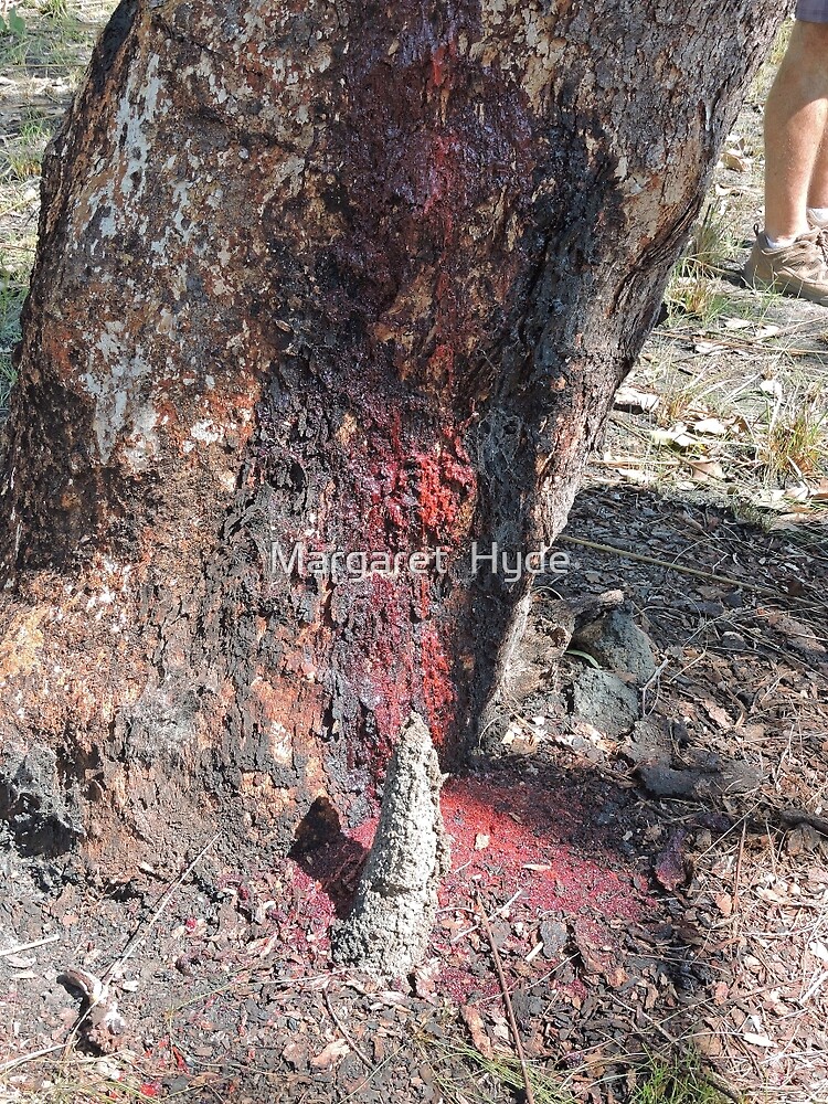 "Corymbia Terminalis, Desert Bloodwood and termite nest" by Margaret ...
