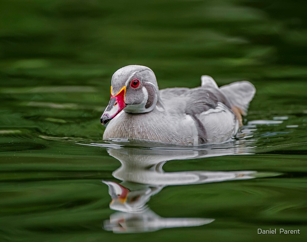 "Silver Wood Duck" by Daniel Parent | Redbubble