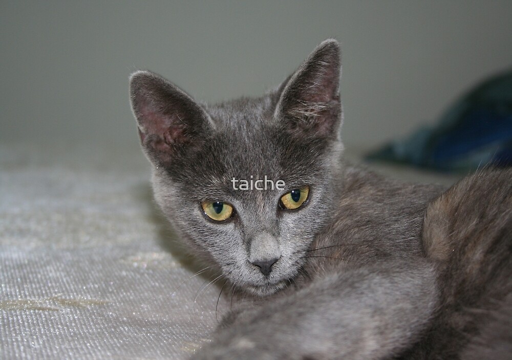 "Beautiful Portrait of A Grey Russian Cross Tabby Cat" by taiche ...