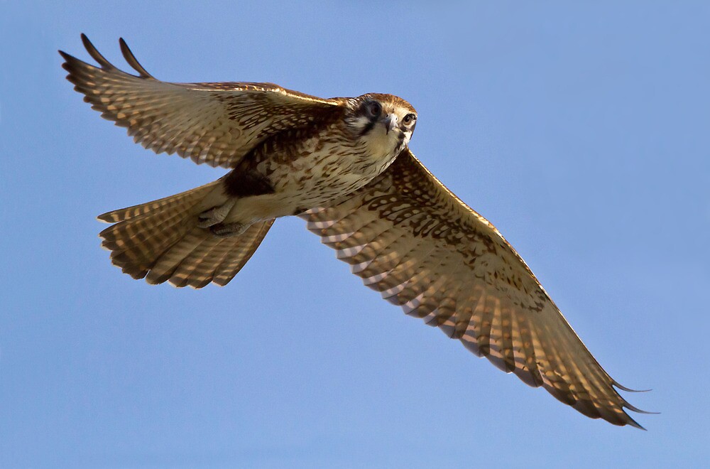 "Brown Falcon in Flight" by Ian Robertson | Redbubble