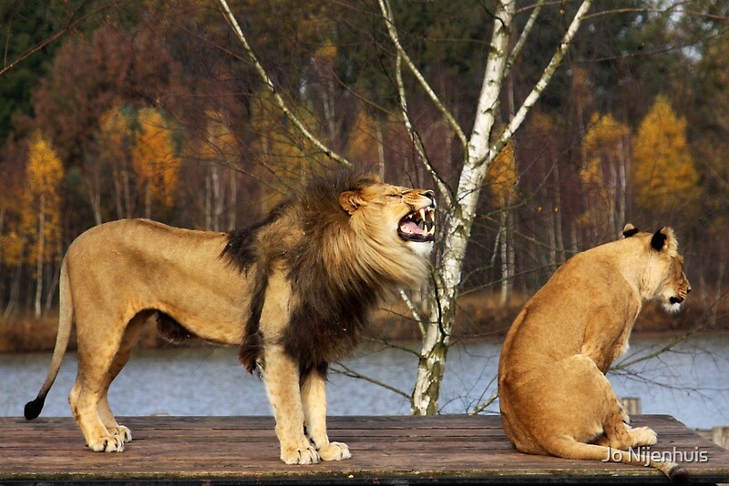 "Lions Talk" by Jo Nijenhuis | Redbubble