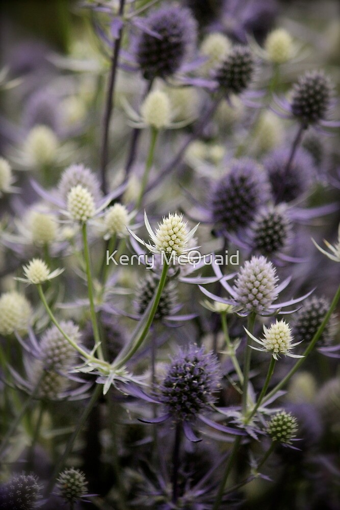 "Sea Holly: Eryngium Lavender and white thistle like flowers" by Kerry ...