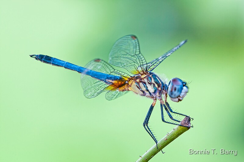 "Dashing Mr. Dasher" by Bonnie T. Barry | Redbubble