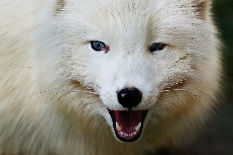 "Smile - Arctic Fox" by RatTheShaman | Redbubble