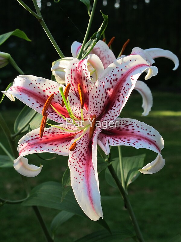 ""Dizzy" Lily" by Pat Yager | Redbubble