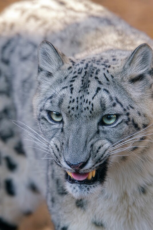 "Grrrrr" by Cheri McEachin | Redbubble