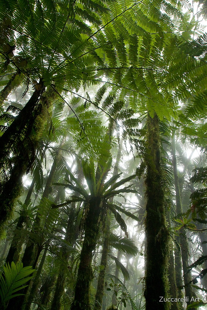 "Foggy Tree Fern Forest - Pohnpei, Micronesia" by Alex Zuccarelli ...