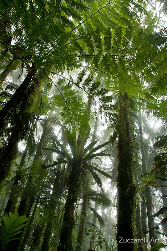 "Foggy Tree Fern Forest - Pohnpei, Micronesia" by Alex Zuccarelli ...