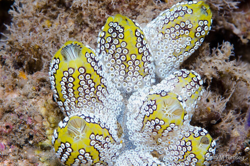 "Magnificient Ascidian (a sea squirt), Nelson Bay, Australia" by Emma M ...