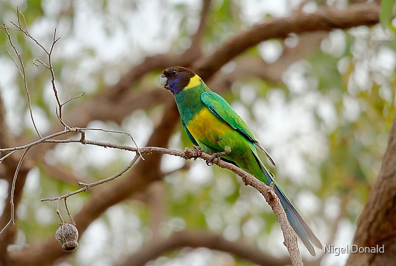 "28 Parrot subspecies of the Australian Ringneck Parrot" by Nigel ...