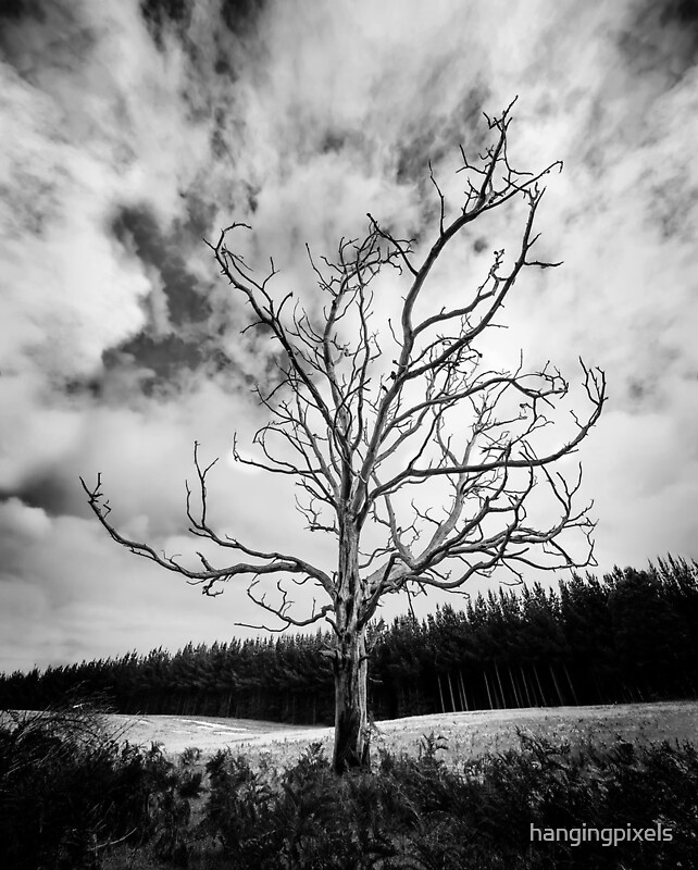 "Black and White Alone Dead Tree on the highway" by hangingpixels ...