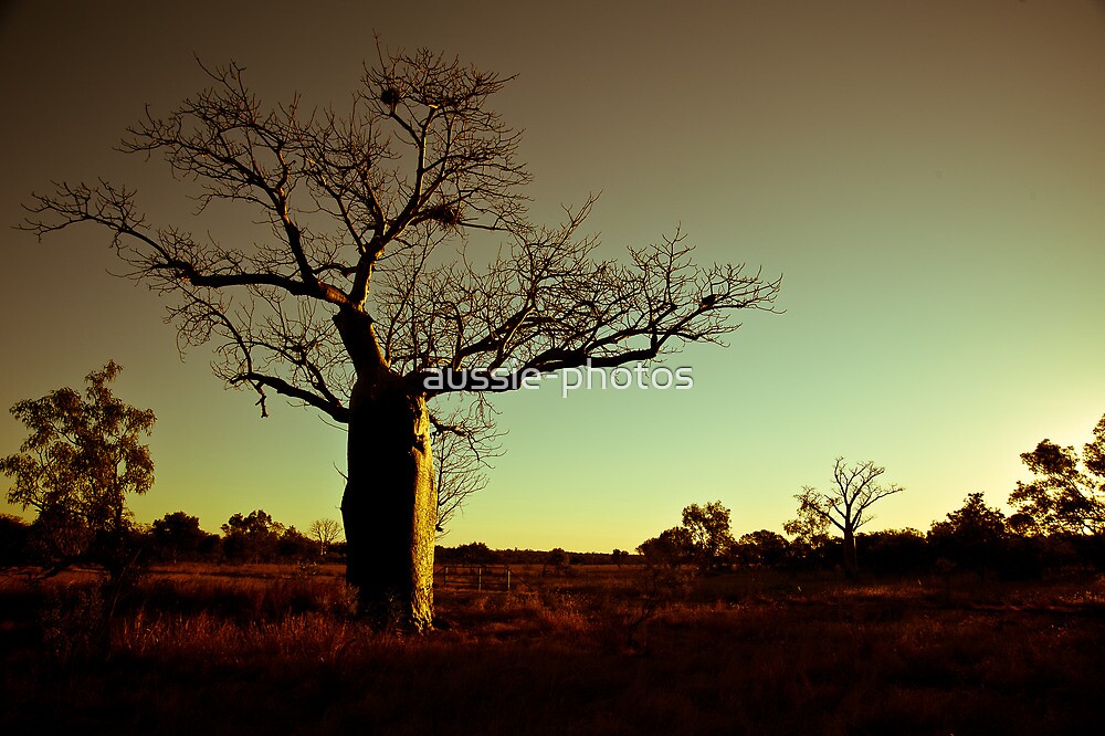 "Australian Sunset with Boab Tree" by aussie-photos | Redbubble