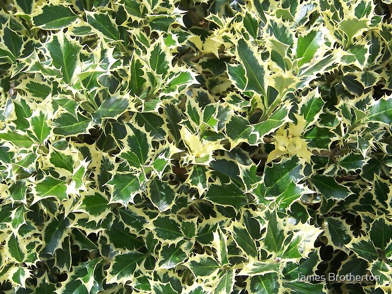 "Variegated English Holly" by James Brotherton | Redbubble