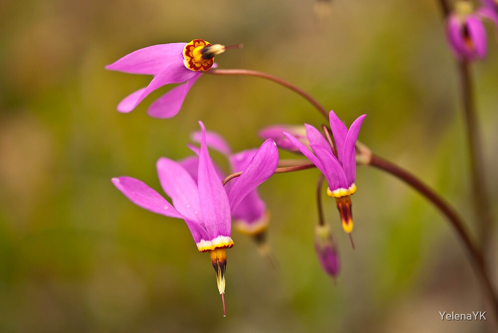"Pointy Purple Flower" by YelenaYK | Redbubble