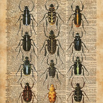 "Beetles & Bugs,Insect Chart,Biological Illustration on Vintage ...