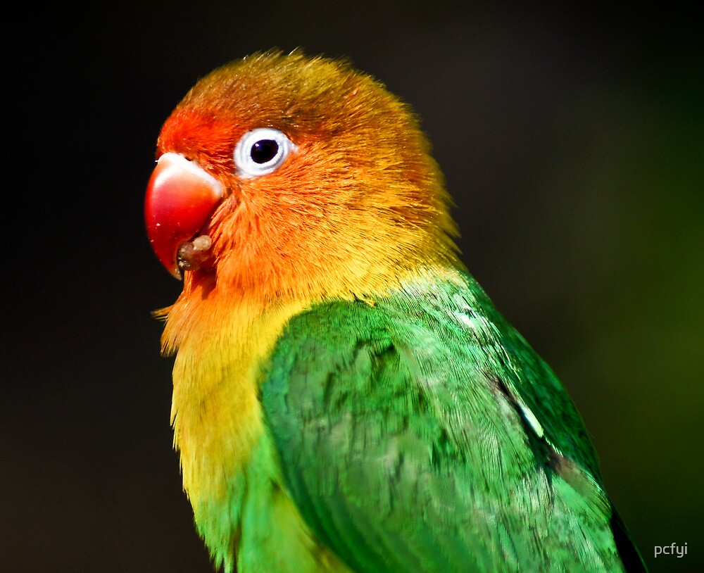 "Rainbow Parrot" by pcfyi | Redbubble