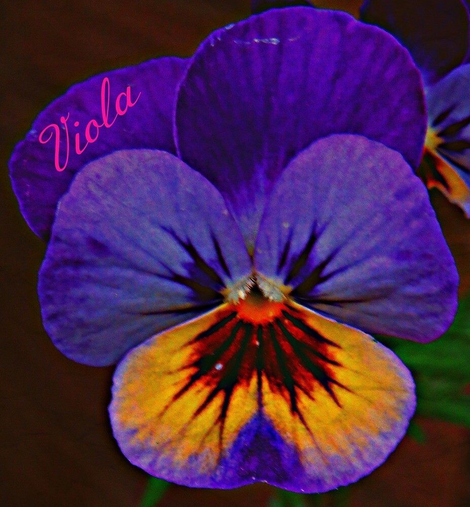 "Viola Blue" by ceceraven | Redbubble