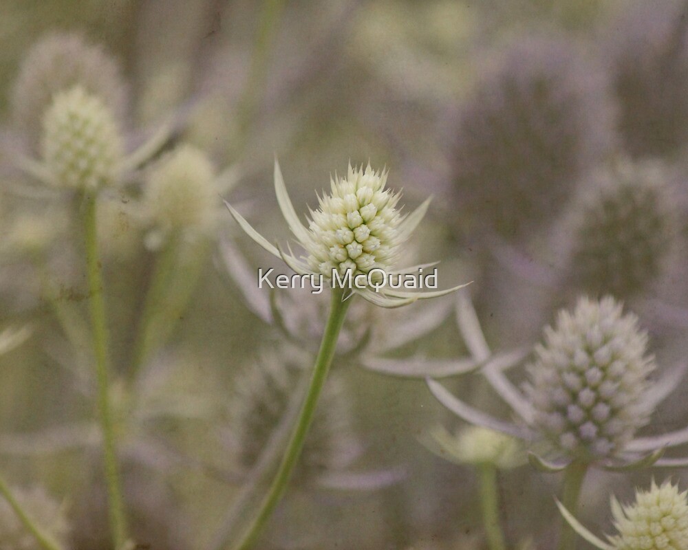 "Sea Holly: Eryngium Lavender and white thistle like flowers" by Kerry ...