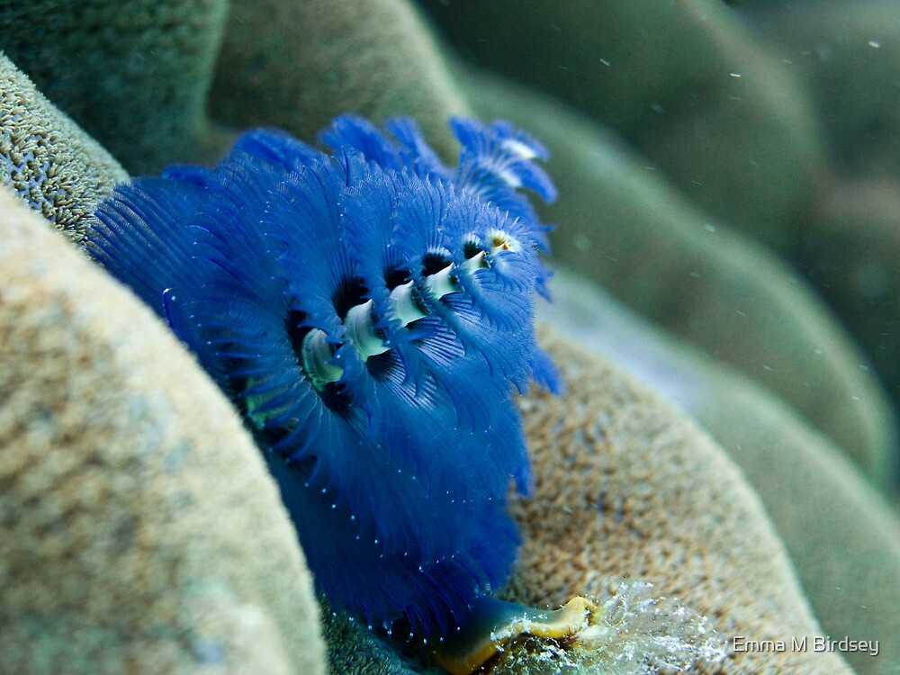 Christmas Tree Worm Great Barrier Reef By Emma M Birdsey Redbubble