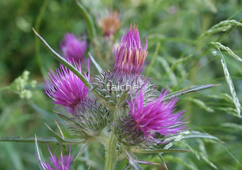 "Notobasis Syrica or Syrian Thistle" by taiche | Redbubble