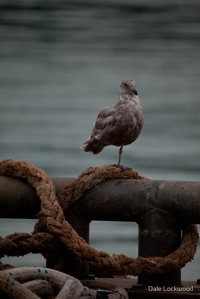 "Resting On One Leg" by Dale Lockwood | Redbubble