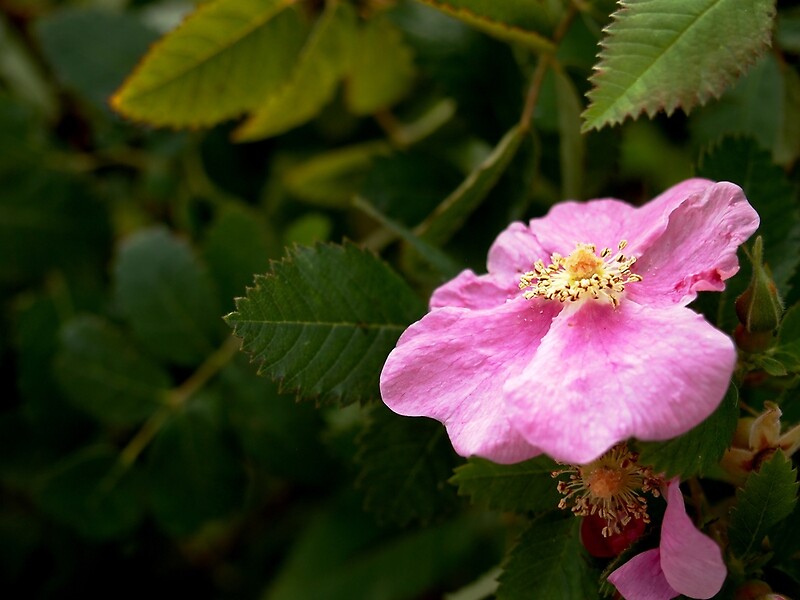 "River Rose from A Gardener's Notebook" by Douglas E. Welch | Redbubble