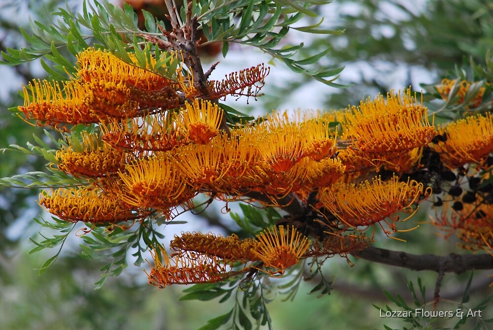 "Bountiful Grevillea Tree by Lorraine McCarthy " by Lozzar Flowers ...