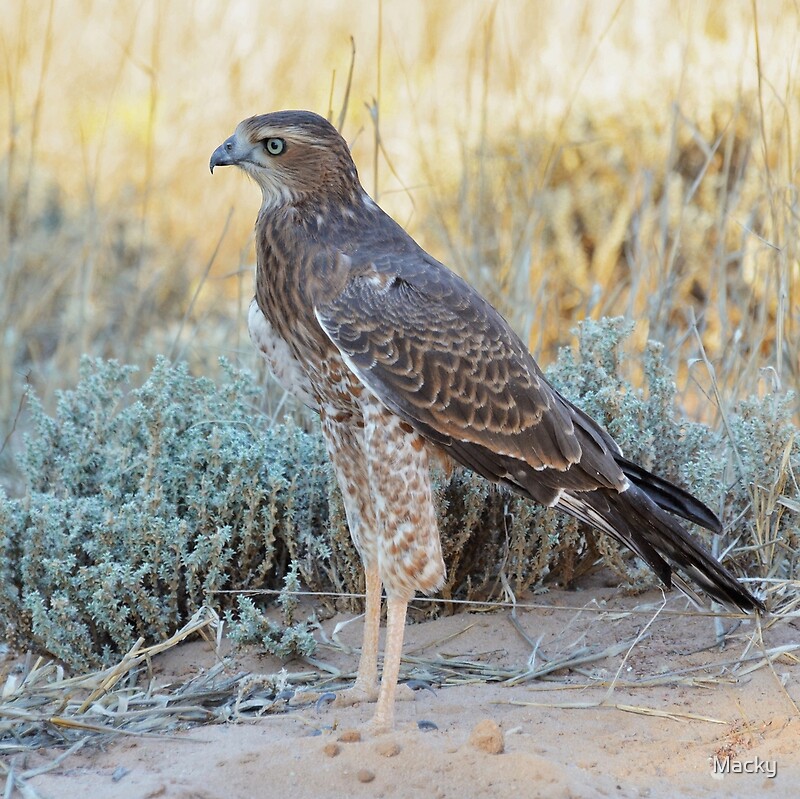 "Hawk Eye........" by Macky | Redbubble