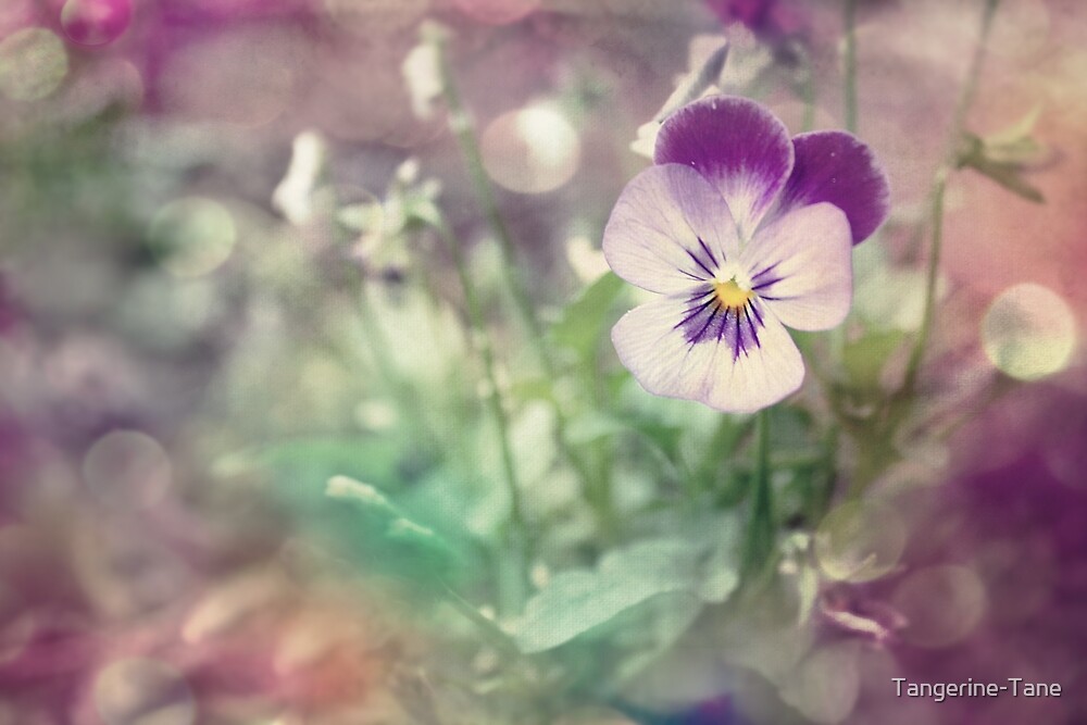 "Pansy Fantasy" by Tangerine-Tane | Redbubble