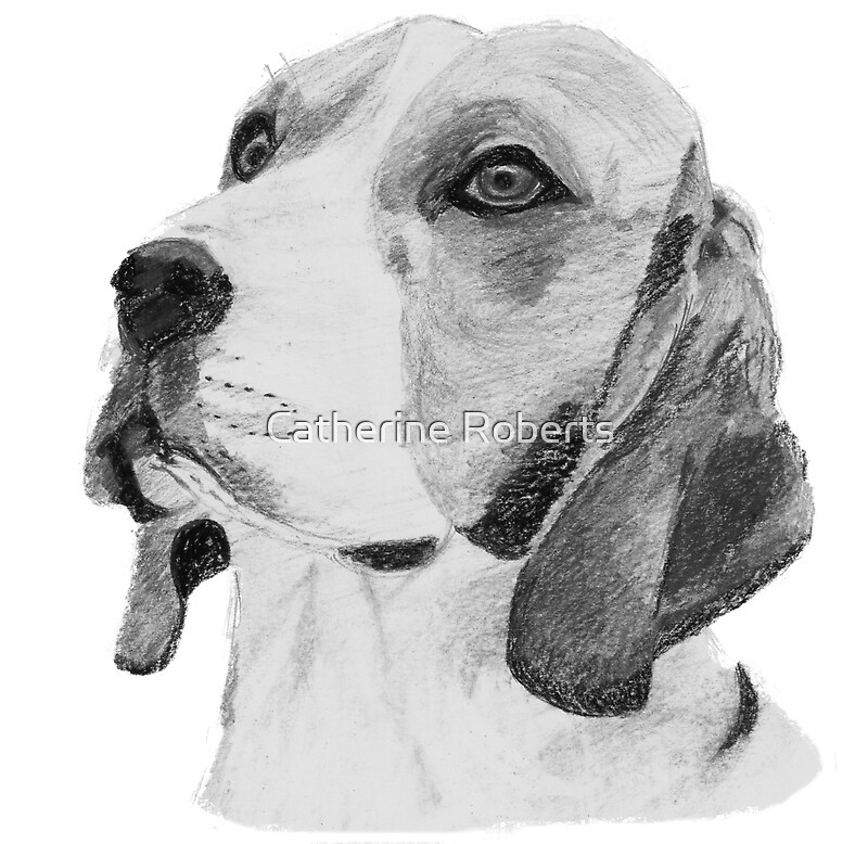 "Beagle Dog Pencil Drawing" by Samantha Harrison | Redbubble